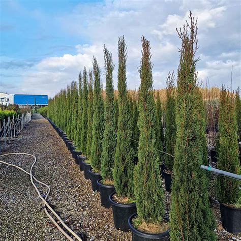 Italiaanse Cipres Pyramidalis Cupressus Sempervirens