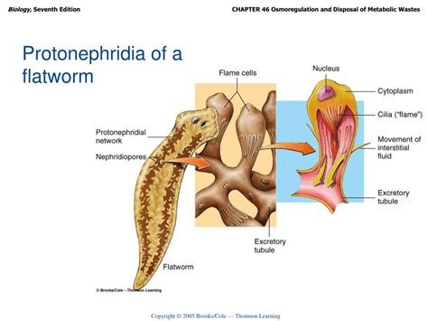 Ppt Chapter 46 Powerpoint Presentation Free Download Id 1755226
