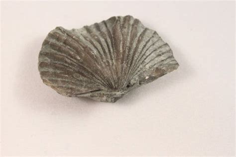 Brachiopod Fossil Shell Etsy