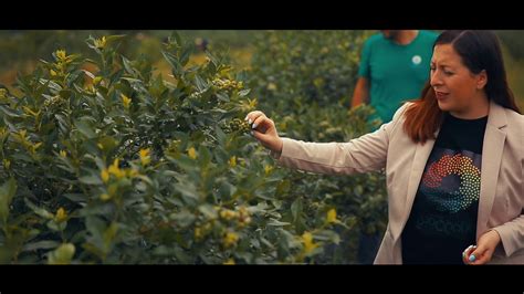 მოცვის ბაღი წყალტუბოში კარტლისი 12 06 2020 Youtube