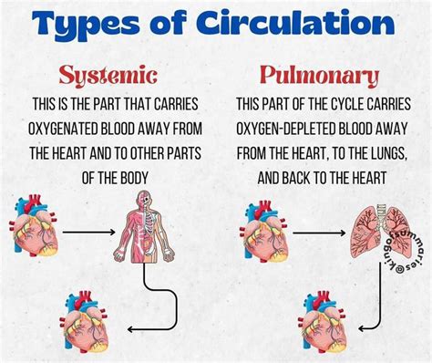 Types Of Circulation Medizzy