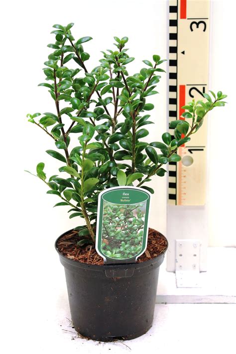 Ilex Crenata Bullata Boomkwekerij Coonen