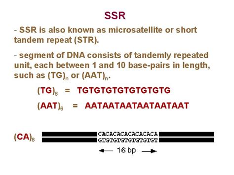 Ssr Ssr Ssr Is Also Known As Microsatellite