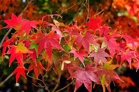 단풍나무 단풍나무과 꽃과 열매