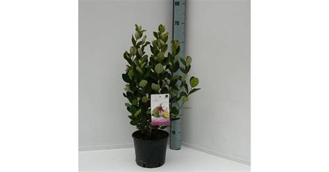 Mirtuszdió Feijoa Acca Sellowiana Coolidge