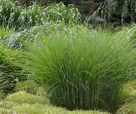 Best Miscanthus Varieties 15 Of The Top Ornamental Grasses Homes And