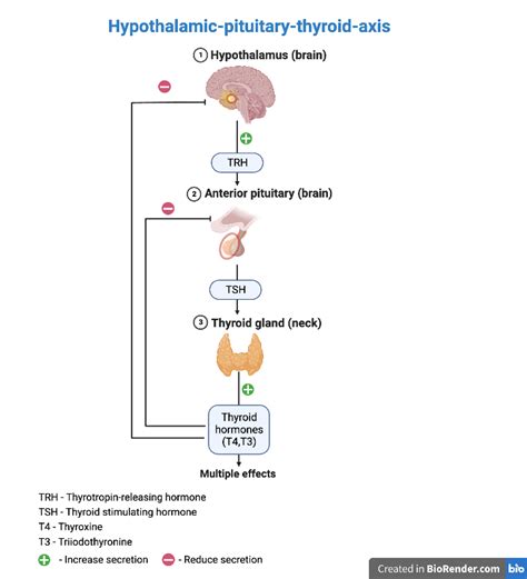 Thyroid Gland Role And Function Diagram Healthy Thyroid Func