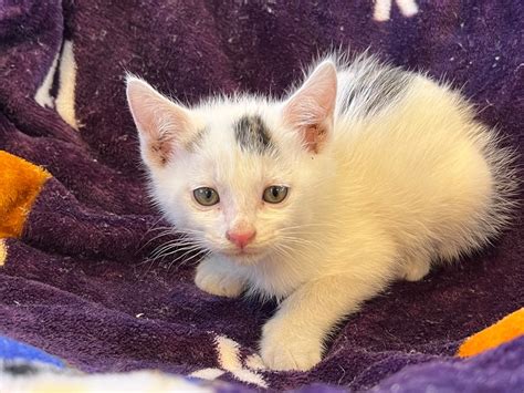 코리안숏헤어 하나 사모예드특징 스피츠특징 시바견특징 시베리안허스키특징 시츄특징 요크셔테리어특징 웰시코기특징 이탈리아그레이하운드특징 치와와특징 코카스파니엘특징 폼스키특징 폼치