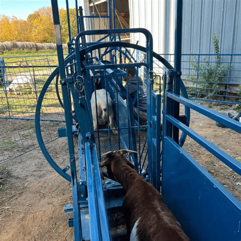 Working Chute For Goats Grazing With Leslie