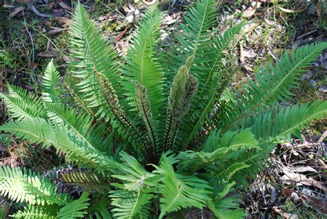 Blechnum Nudumpg Australian Plants Society