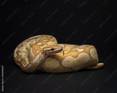 Yellow Python With Brown Spots Stucks Out His Tongue A Portrait Of A