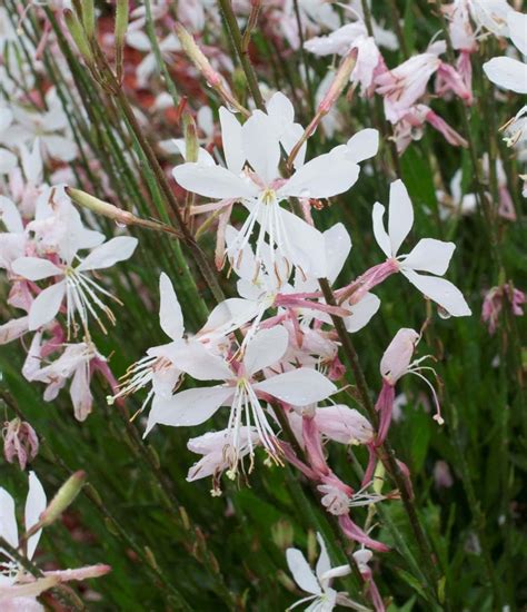 Gaura Lindheimeri White
