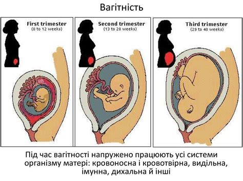Вагітність і гігієна вагітної жінки Пологи Годування дитини грудьми презентация онлайн