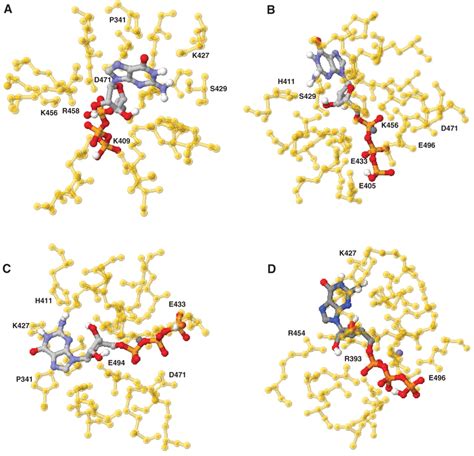 Active Site Of The Yeast Rna Triphosphatase The Gtp Molecule Is Download Scientific Diagram