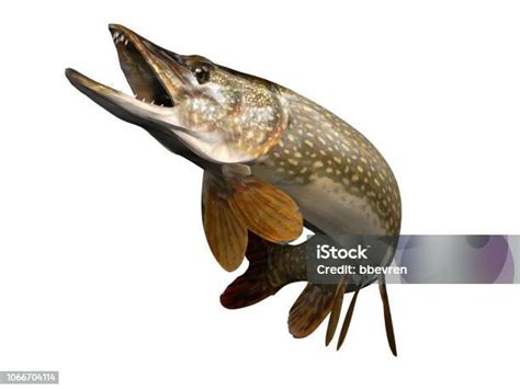 일반적인 파이크 물고기를 공기 깨끗 한 3d 렌더링에 대 한 완벽 한 포즈 민물꼬치고기에 대한 스톡 사진 및 기타 이미지 민물꼬치고기 노던파이크 0명 Istock