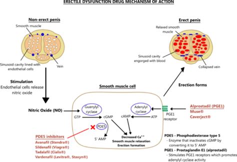 Block 1 Pharm Review Flashcards Quizlet