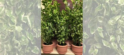 Педилантус черенки купить в Москве Товары для дома и дачи Авито