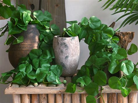 Trailing Emerald Pothos Long Vine Epipremnum Aureum Cane Climbing