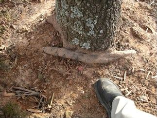 Girdling Roots NC Girdling Roots SC Schneider Tree Care