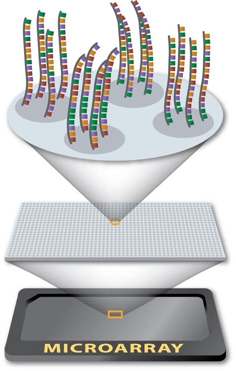 amazing dna microarray simulation r mcat