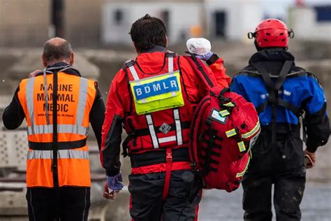 Author Ross Merrin On Training As A Bdmlr Marine Mammal Medic Dive