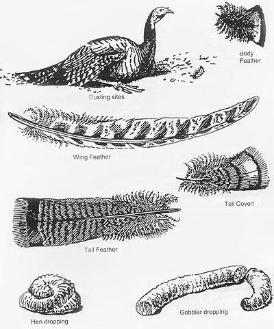 Determine Turkey Sex By Droppings Page 2 HuntingNet Com Forums