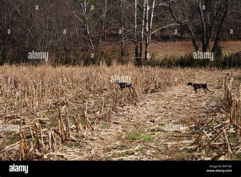 Two German Short Haired Pointers On Simultaneous Classic Point