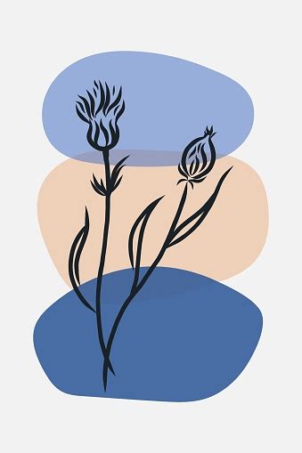 콘플라워 최소 포스터 손으로 그린 라인 검은 색 Knapweed 꽃과 추상적 인 모양의 잎 허브 및 초원 식물 컬렉션 현대 벽 예술 꽃 장식 벡터 식물 학적 그림 가리기에