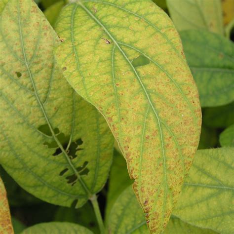 Soybean Rust In Soybeans Conventional Syngenta Canada