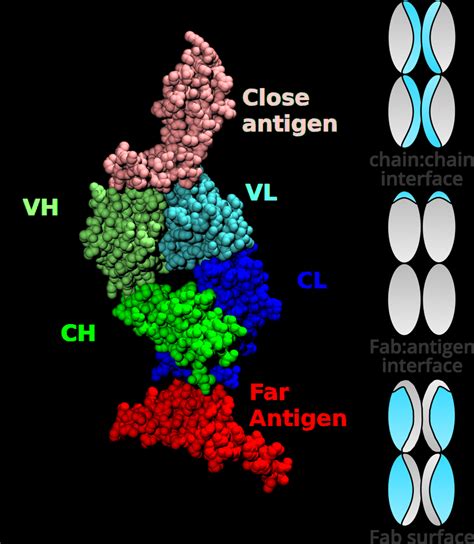 Structural Classification Of The Fab Proteins On The Left An Example Download Scientific