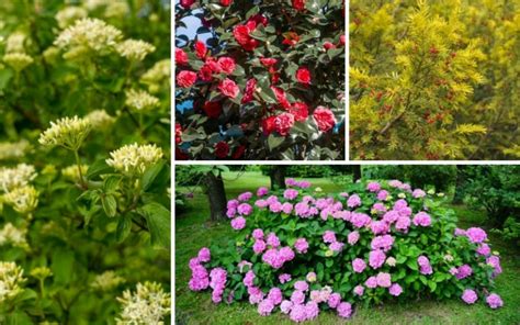 35 Beautiful Florida Shrubs Garden Lovers Club