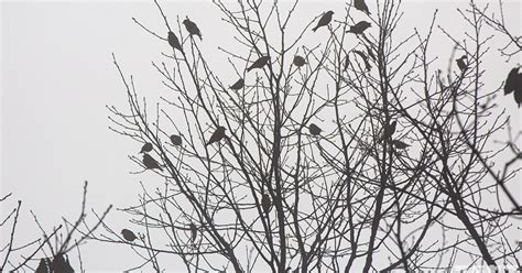 포토친구 안개 낀 아침 나뭇잎인 듯 새인 듯