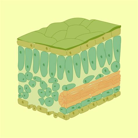 Leaf Structure And Arrangement Leaf Anatomy Layers Structure 3d Model