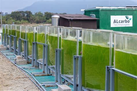 Alcarbo Farming Microalgae For Carbon Capture To Help Achieve Carbon