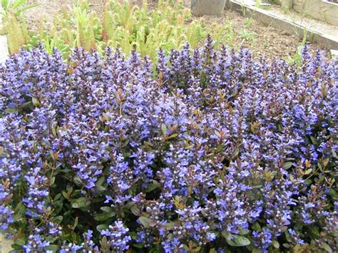 Почвопокровные цветы многолетники фото названия клумбы из почвопокровных растений