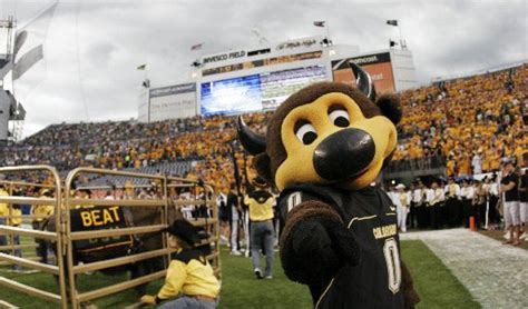 Cu Boulder Mascot Chip Defends National Title Colorado Daily