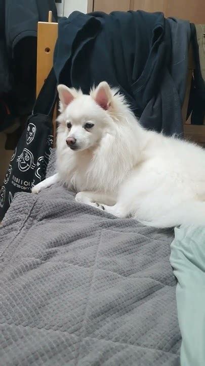 급발진하는 강아지 ㅋㅋㅋㅋ 강아지 스피츠 Shorts Youtube