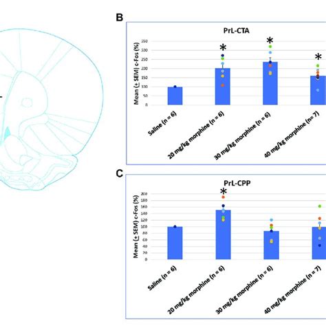 a representative image of c fos immunoreactivity in the prelimbic