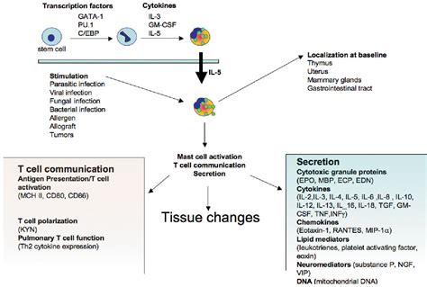 Figure 1 From The Eosinophil From An Hematopoietic Stem Cell To A Mature Eosinophil Semantic