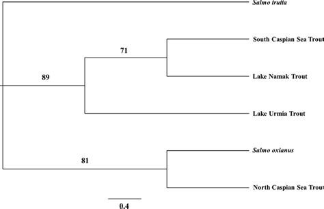 Species Tree Reconstructed For 22602 Snp Data Set Using Svdquartets Method Download Scientific