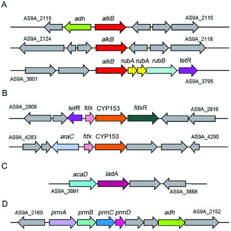 The Gene Clusters Involved In Alkane Degradation A Alkb B Cyp153 Download Scientific