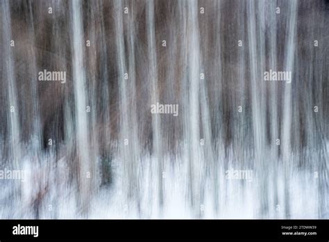 icm intentional camera movement creating a impressionistic rendering