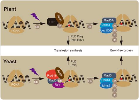 Comparison Of Plant And Budding Yeast Ddt Pathways Like Budding Yeast