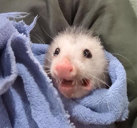 Is The Stupid Pops Ups Suddenly Going Crazy For Anyone Else I Feel