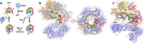 Figure 2 From Linchpin Dna Binding Residues Serve As Gono Go Controls