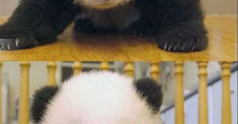 What If Pandas Oo Imgur