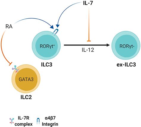Frontiers Interleukin 7 Receptor Alpha In Innate Lymphoid Cells More