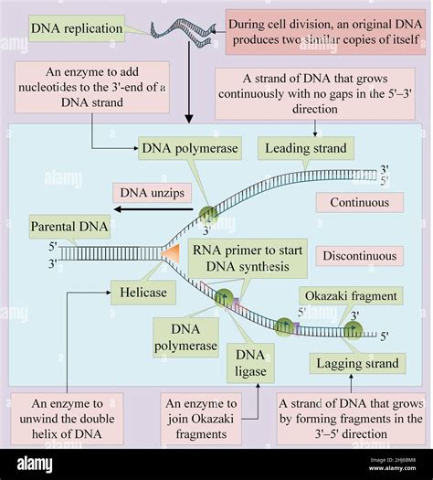 DNA Replication Takes Place Through Unwinding Of The Double Helix Of DNA Stock Photo Alamy