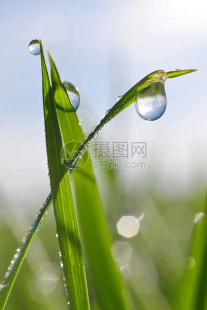 带水滴的新鲜绿草封高清图片下载 正版图片503221122 摄图网