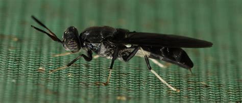 Marching To A Better Namibia With Black Soldier Flies